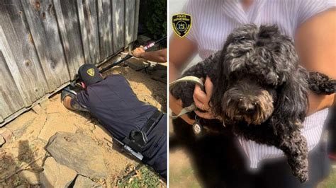 Curious Cockapoo Caught Under Shed Rescued By Police In Westchester