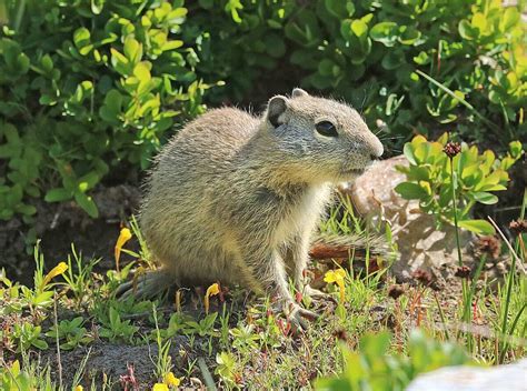 Beldings Ground Squirrel Facts Habitat And Pictures Interesting