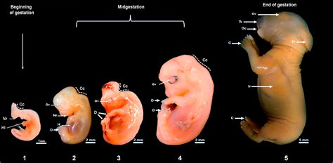 Central Nervous System Development In Rabbits Oryctolagus Cuniculus L