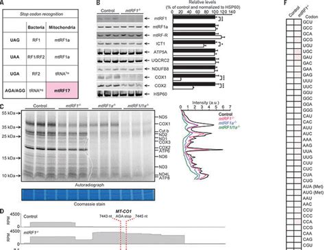 Molecular Basis Of Translation Termination At Noncanonical Stop Codons In Human Mitochondria