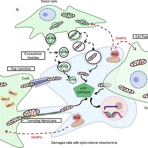 Schematic Representation Of The Various Mitochondrial Transfer Modes Download Scientific