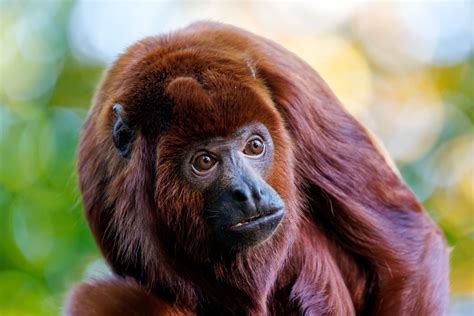 Colombian Red Howler The Amazons Loud And Vibrant Primate