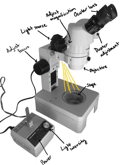 Dissecting Microscopes Images
