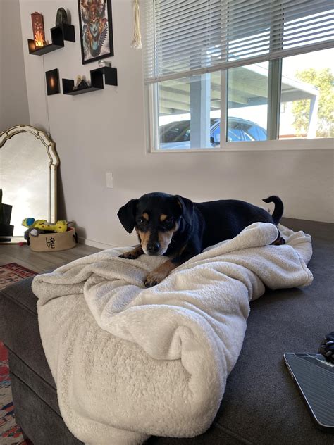 Our Sweet Boy Dobby Has Been Diagnosed With Lymphoma Rdachshund