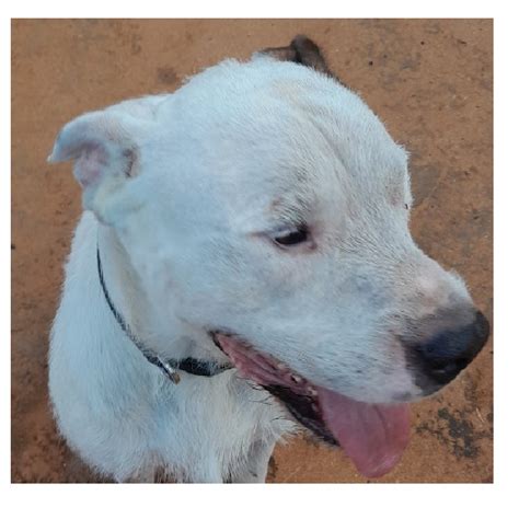 Wolfhound Cross Dubbo Petsforhomes
