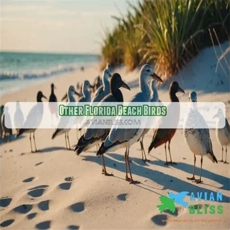 Types Of Beach Birds Your Guide To 50 Stunning Species Found On Shores