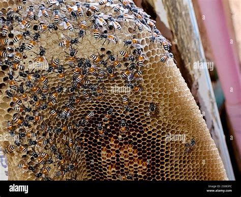 Small Wild Honey Bees Nest Colony Bees Are Winged Insects Closely