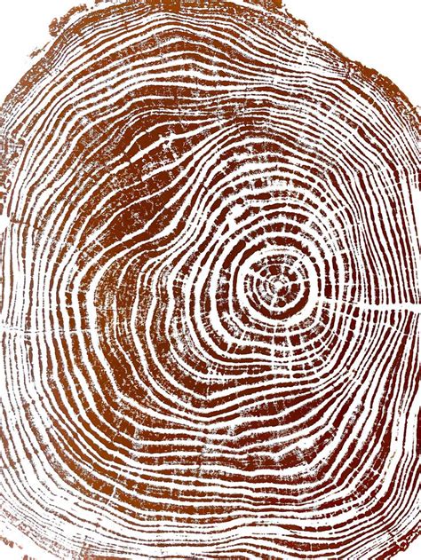 Tree Cross Section Art Tree Trunk Cross Section Art