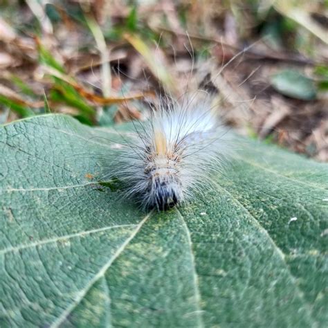 A Beetle Worm Pixahive