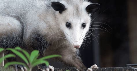 World Of Opossums A Comprehensive Guide Cool Wood Wildlife Park