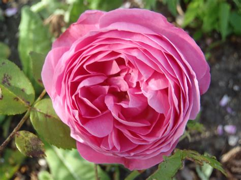 Achilleas kolonihave: Roser, roser, roser