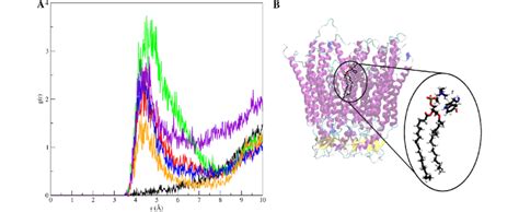 A Radial Density Function G π N R Between The Trp134 Aromatic Ring