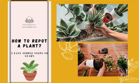 How To Repot A Plant 5 Easy Simple Steps To Learn