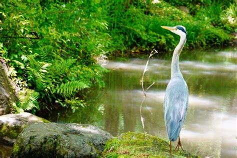 君たちはどう生きるか鳥の意味は？モデルや正体も徹底解説！｜おてがるブログ