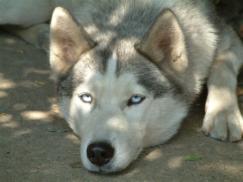 🔥 Free Download Siberian Husky Puppies Wallpaper Nat Geo Adventure By