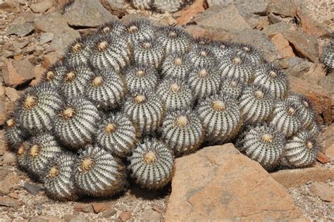 20 Years In The Atacama Land Of The Copiapoas San Francisco