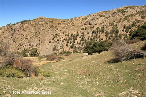 Pastizales Mediterráneos Basófilos Y Ombrófilos De Media Y Alta Montaña