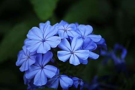 Free Photo Flower Blue Macro Hippopx