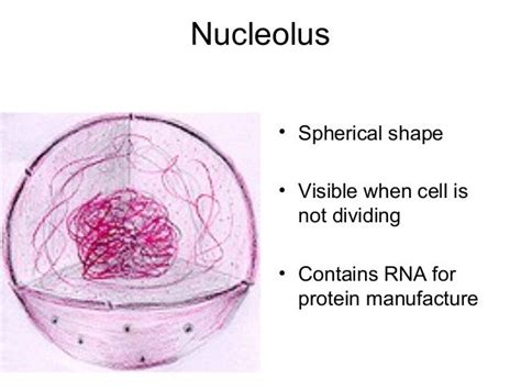 Nucleolus Diagram