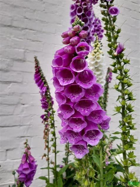 Foxgloves Digitalis Purpurea How To Plant Grow And Care Learningvale