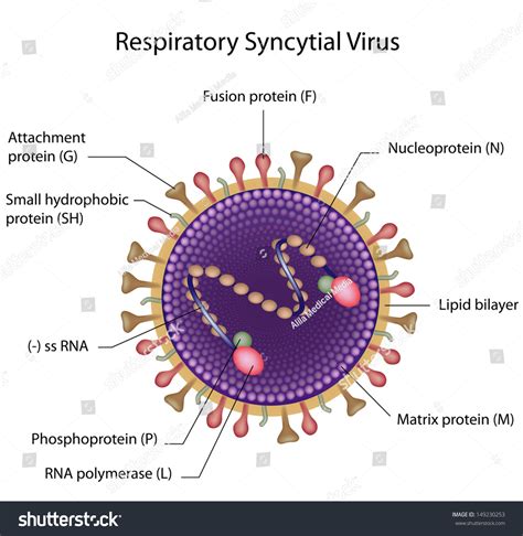 Rsv Virus Labeled Stock Illustration 149230253 Shutterstock