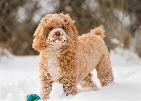 Cockapoo Breed Guide Temperament Training Health Issues