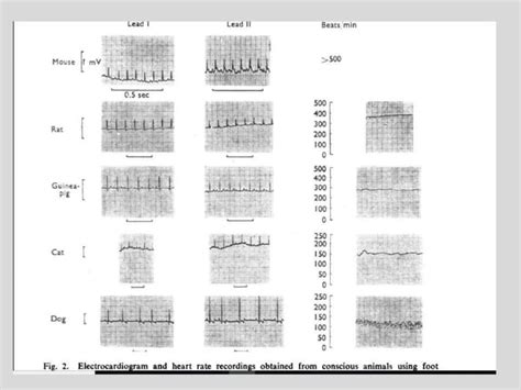 Recording Of Rat Ecg Bp And Heart Rate Pptx Heart And Cardiovascular Diseases Diseases