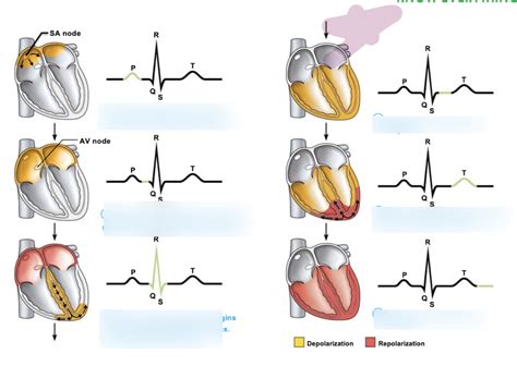 Depolarization And Repolarization Of The Heart Diagram Quizlet
