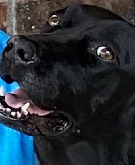 Fat Pitch Financials Tulsa Security Task Force Announces The Passing Of Beloved K 9 “mamba