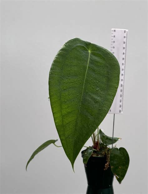 Anthurium Peltigerum Plantae Orchids And Rare Plants