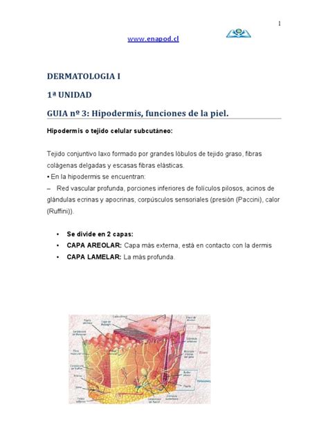 Guia 3 Hipodermis Funciones De La Piel I Unidad Pdf Piel Especialidades Medicas