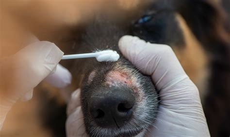 What Ringworm In Dogs Looks Like And How To Treat It Bechewy