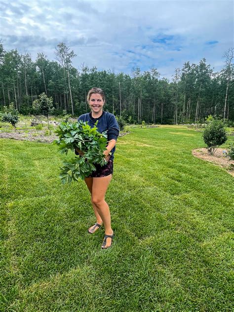15 Great Celery Companion Plants A Few To Avoid Boreal Bloom
