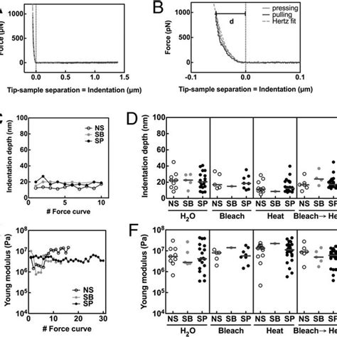 Ultrastructure Of The T Gondii Oocyst Wall A Low Magnification