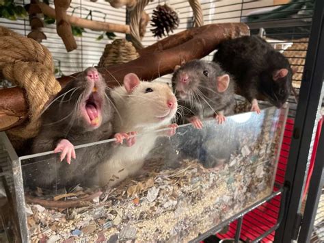 Best Rat Cages That Meet Ethical Cage Size Requirements
