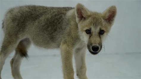 Clone Wolf Arctic Wolf Pup Is Worlds First Clone From Species