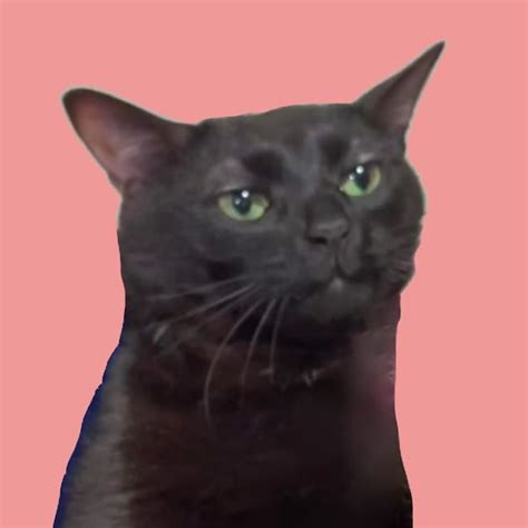 Cat Zoning Out Meme Etsy