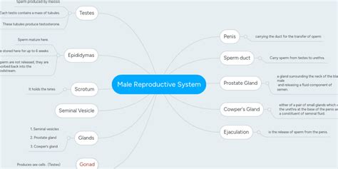 Male Reproductive System Mindmeister Mind Map