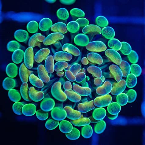 Close Up Of Acanthophyllia Cynarina And Scolymia Stunning Bubble And