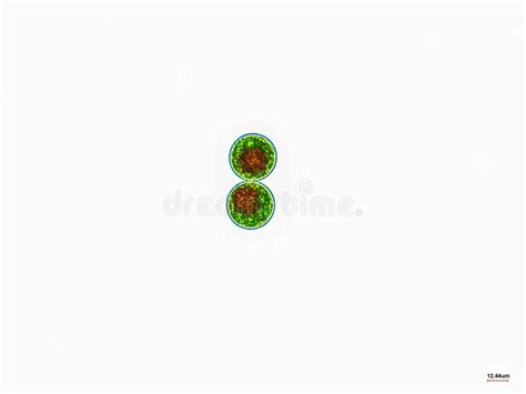 Haematococcus Pluvialis Algae Under Microscopic View Stock Image
