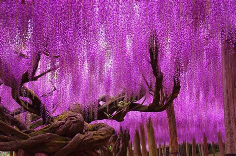 This 144 Year Old Wisteria In Japan Looks Like A Pink Sky