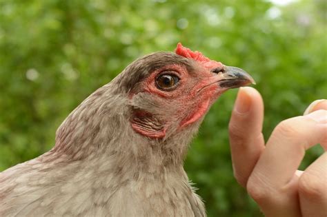 Easter Egger Chicken Breed Eggs Appearance And Care Know Your Chickens
