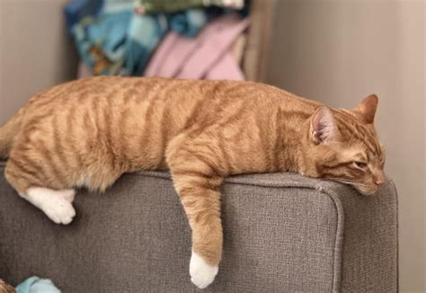 Flexing His Singular Brain Cell R Cats