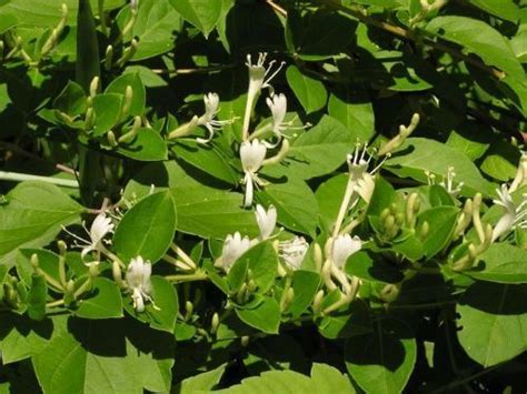 How To Control Japanese Honeysuckle In Your Yard Invasive Garden