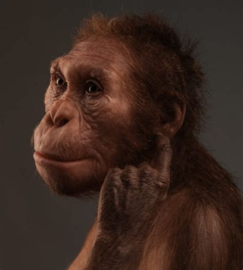 Australopithecus 2313755 Uludağ Sözlük Galeri