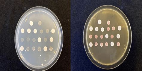 Spot Growth Assay With Sd Ade Plate Transformants Left And Spot