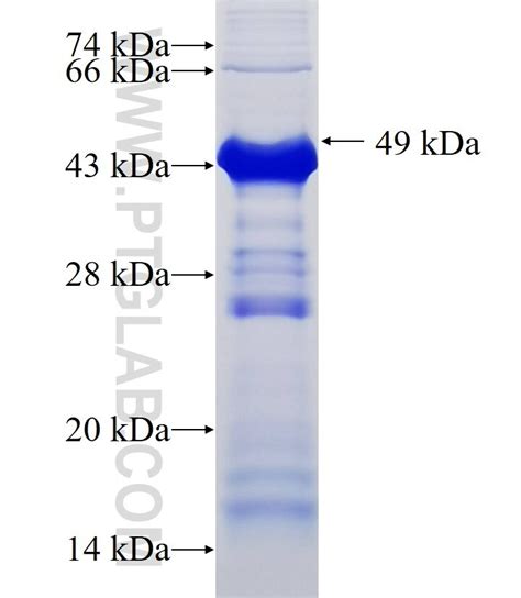 Pdcd2 Fusion Protein Ag33986 Proteintech