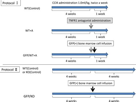 Experimental Protocols Protocol I In Each Group Of Mice Ccl4