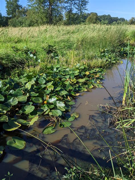 Lilly Pads And Creek By Hamiltonartredpanda On Deviantart
