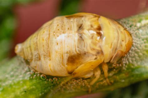 Spittlebug Nymph ~0 5cm Clastoptera Doeringae Bugguide Net
